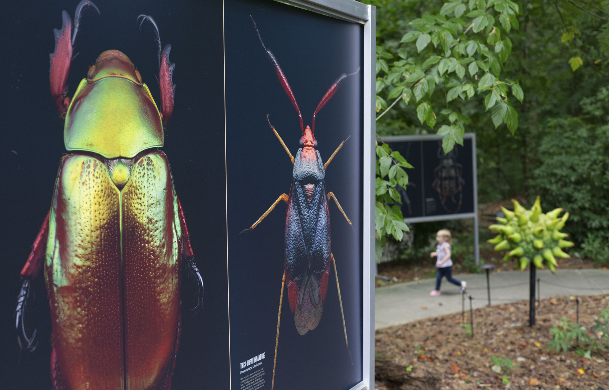 Macrophotographer Levon Biss’ new exhibit at Fernbank gets up close and ...