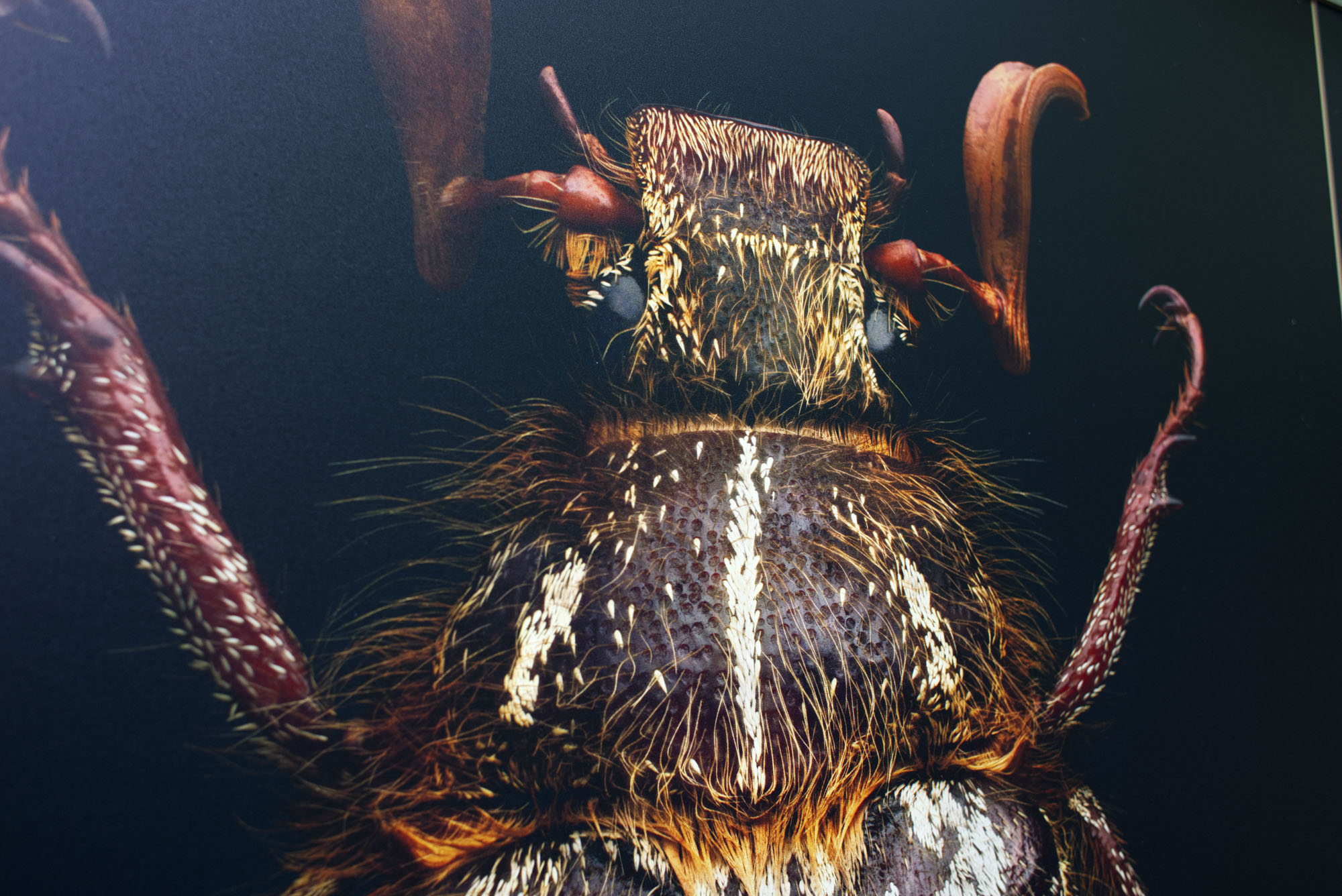 Macrophotographer Levon Biss’ new exhibit at Fernbank gets up close and ...