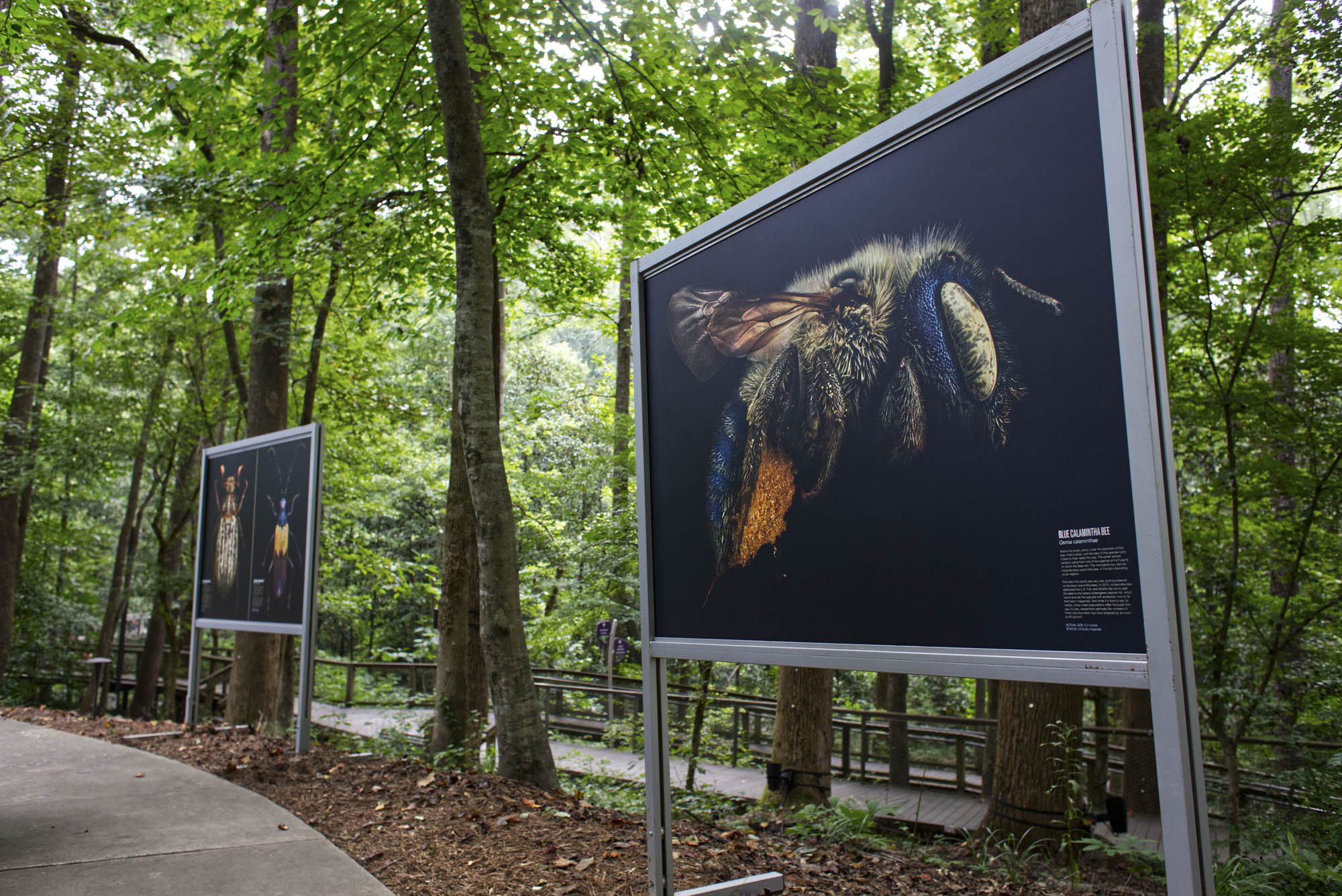 Macrophotographer Levon Biss’ new exhibit at Fernbank gets up close and ...