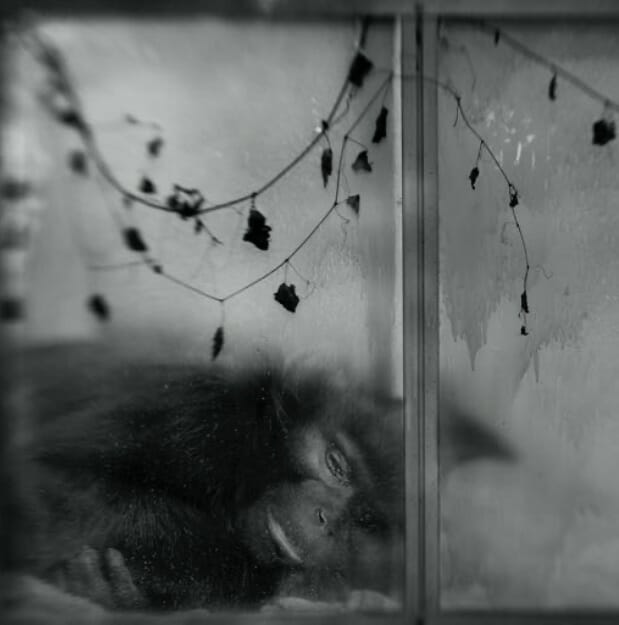 Anne Berry photographs evocative portraits of primates in “Behind Glass ...